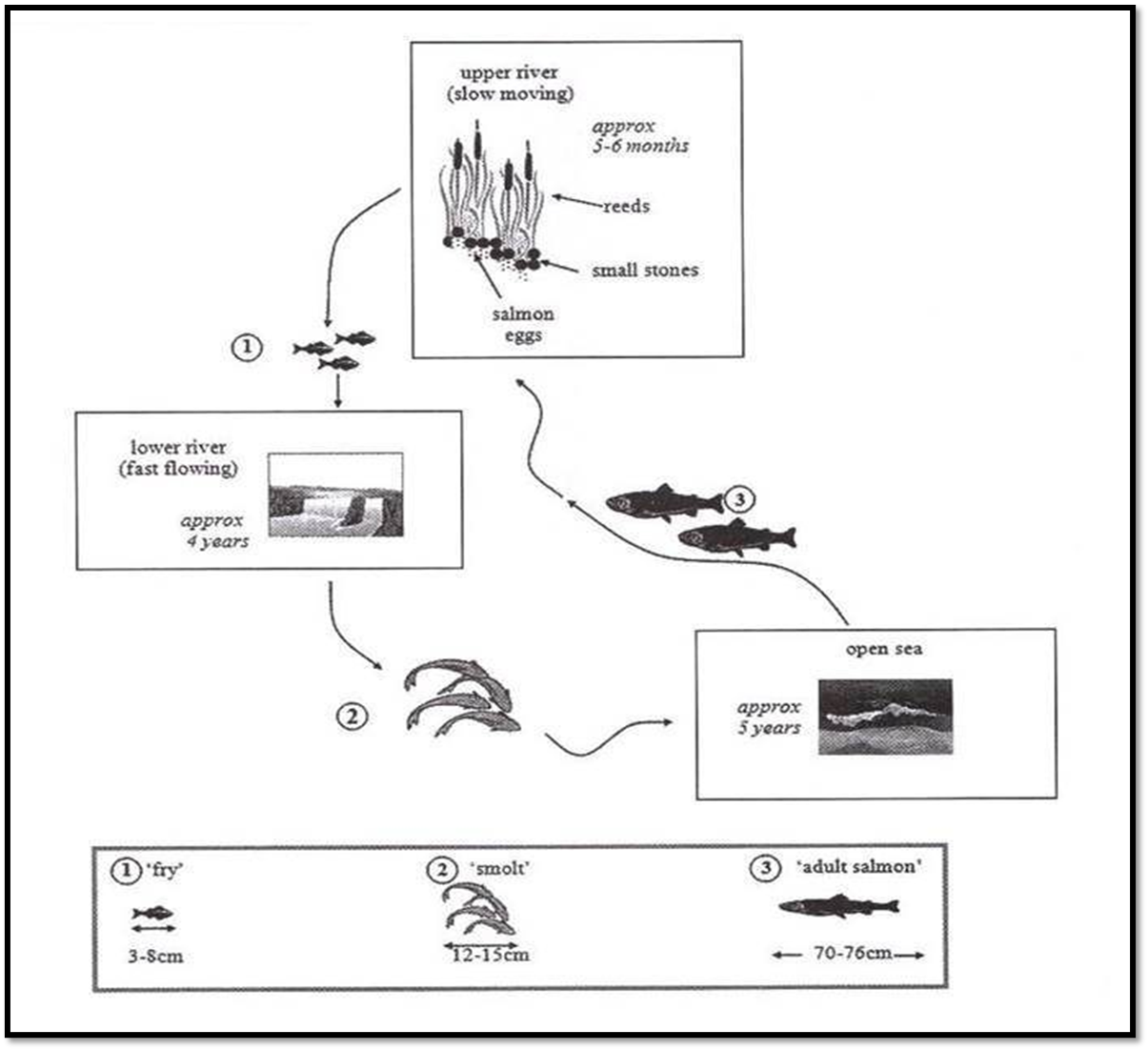 Salmon Task 1 (Process) – IELTS Oggy